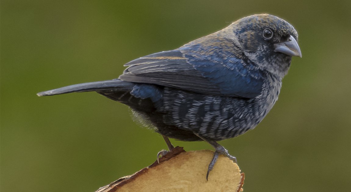 Tiziu, a ave saltadora e abundante na região serrana fluminense