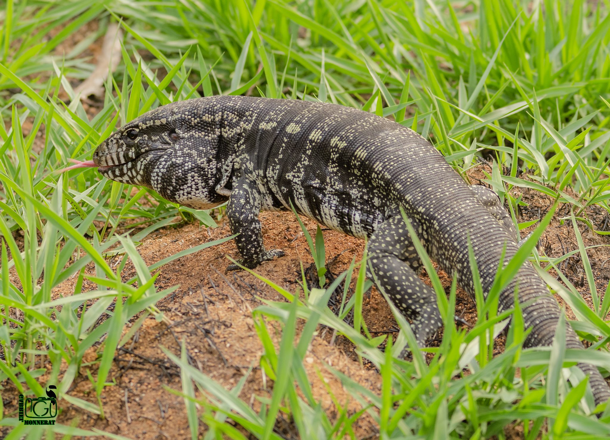 Lagarto teiú volta a ser frequente em Cordeiro e região