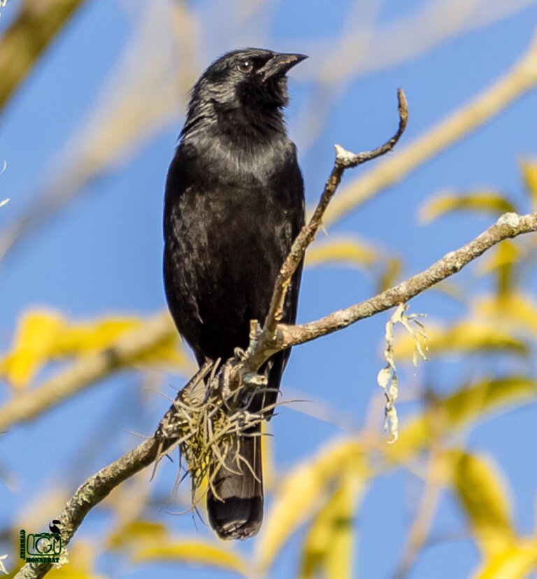 Melro, o pássaro símbolo do charmoso Jardim de Cantagalo