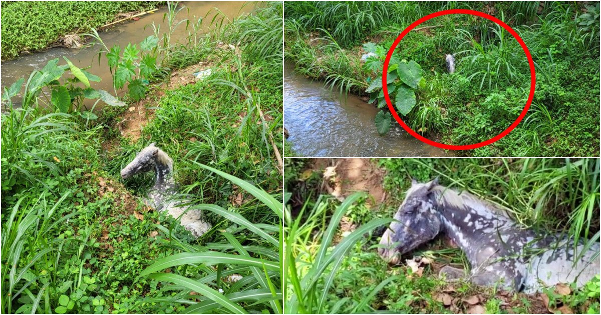 Cavalo fica preso após cair em valeta no Parque das Árvores, em Cantagalo