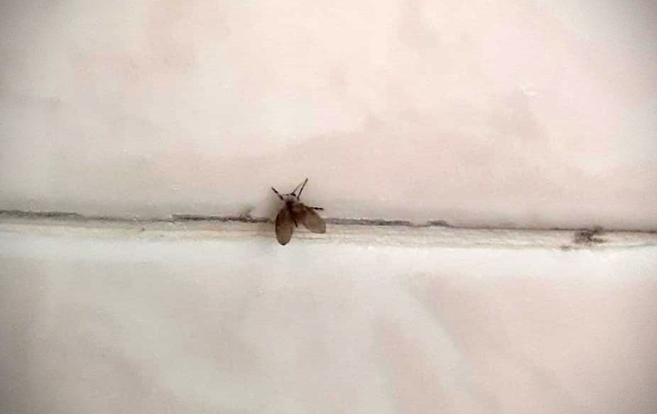 Mosquitinho de banheiro, conheça esse minúsculo inseto