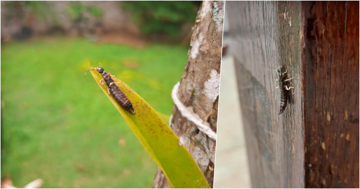 Conheça o inseto tesourinha, que tem aparecido nas casas da região