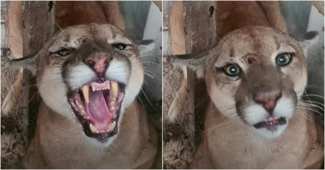 Presa em galinheiro, onça parda ganha close antes de ser resgatada em Macaé