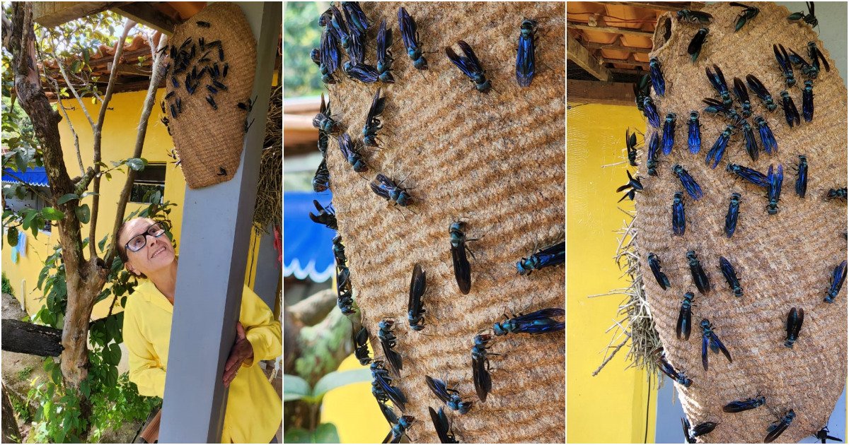 Marimbondos-tatu invadem varanda de residência em Santa Maria Madalena